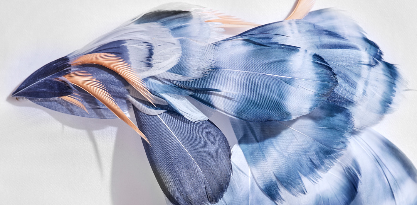 Maud Ruby | Featherworker | La Collection(s)